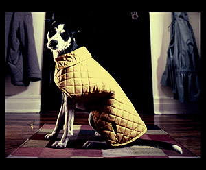 PET GALLERY | GEORGE