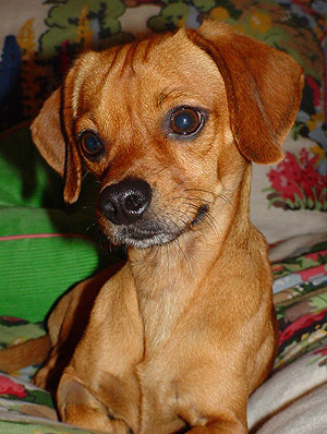 PET GALLERY | GEORGE