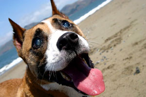 PET GALLERY | GEORGE