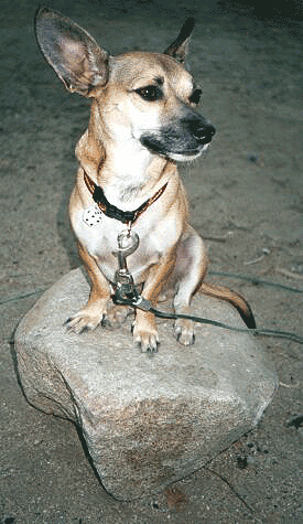 PET GALLERY | GEORGE