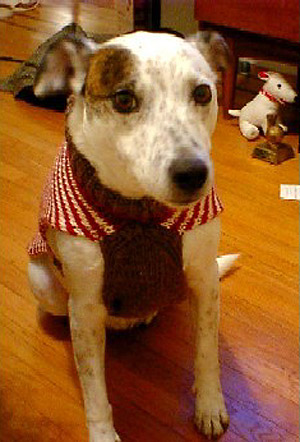 PET GALLERY | GEORGE