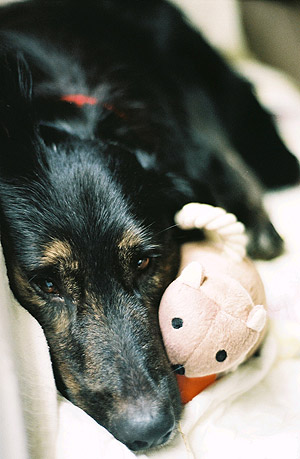 PET GALLERY | GEORGE