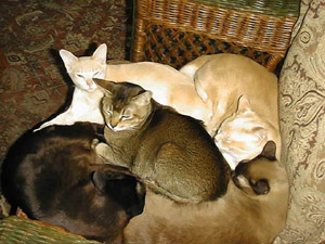 PET GALLERY | GEORGE