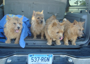 PET GALLERY | GEORGE