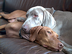 PET GALLERY | GEORGE