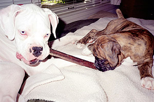 PET GALLERY | GEORGE